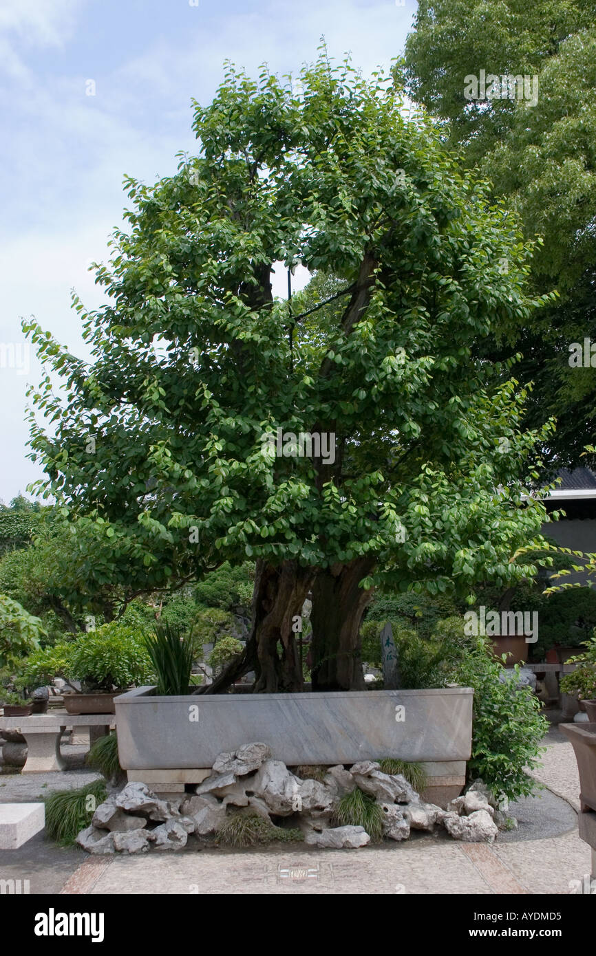 Large ancient bonsai tree in a garden in Suzhou China Stock Photo - Alamy