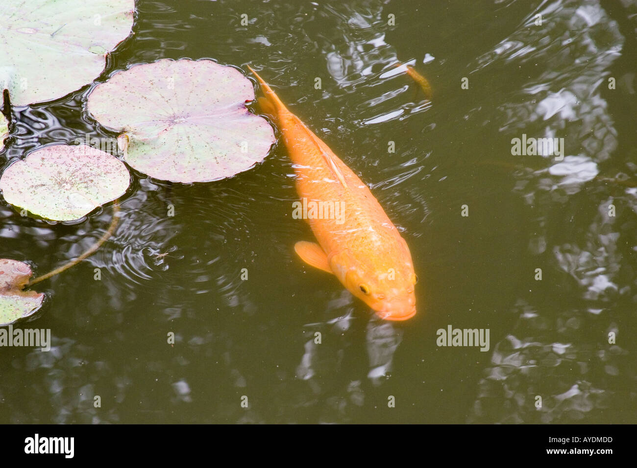 Orange carp floating under a lotus pad in a garden in Suzhou China ...
