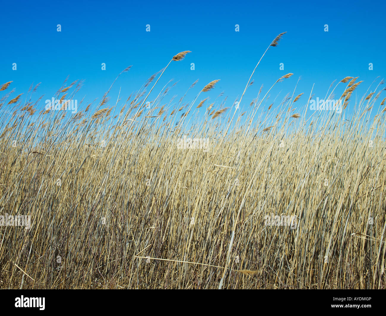 dried reeds blowing in the wind hampton beach new hampshire usa Stock ...