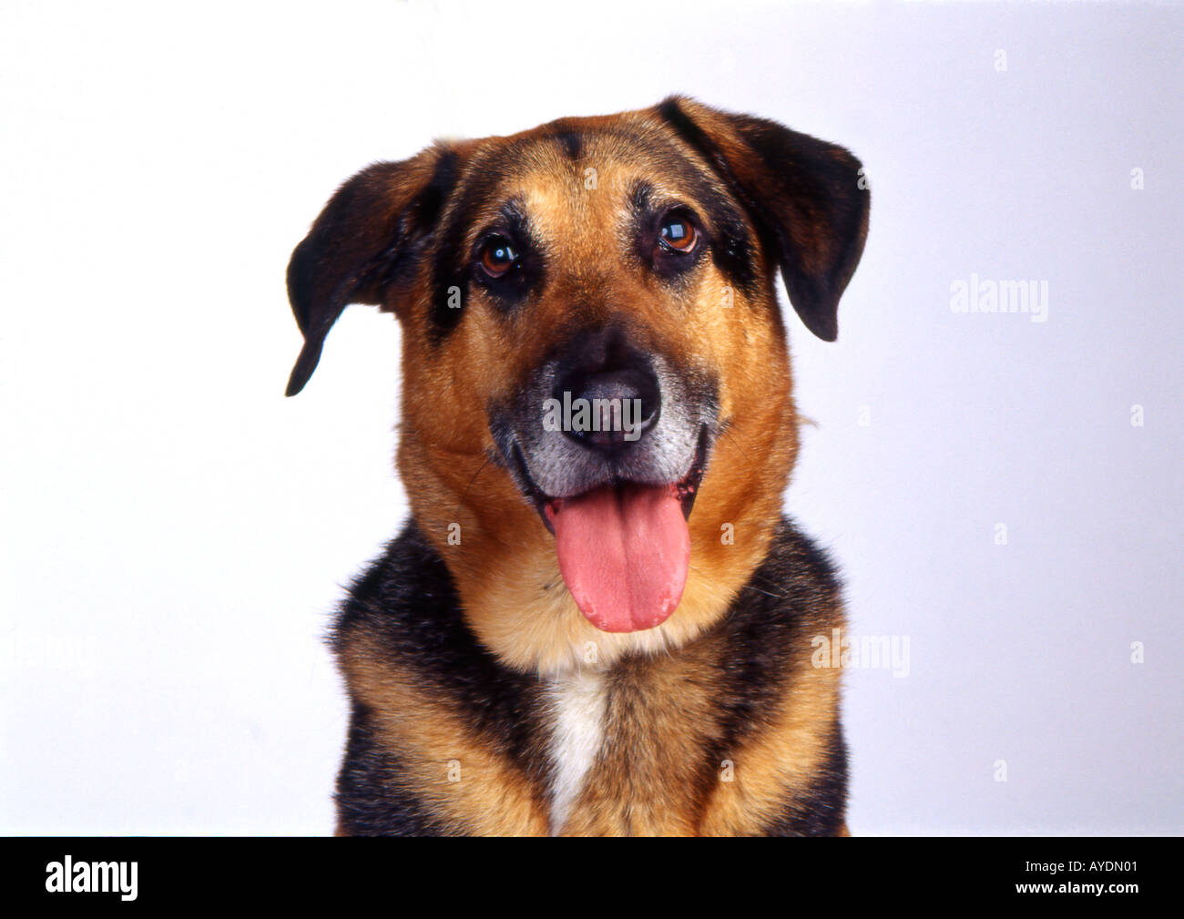 Alsation hi-res stock photography and images - Alamy