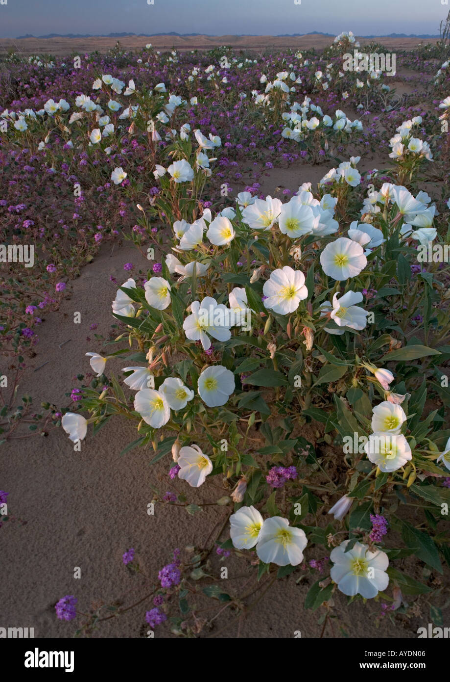 Dune evening primrose (Oenothera deltoides) on Algodones dunes, also ...