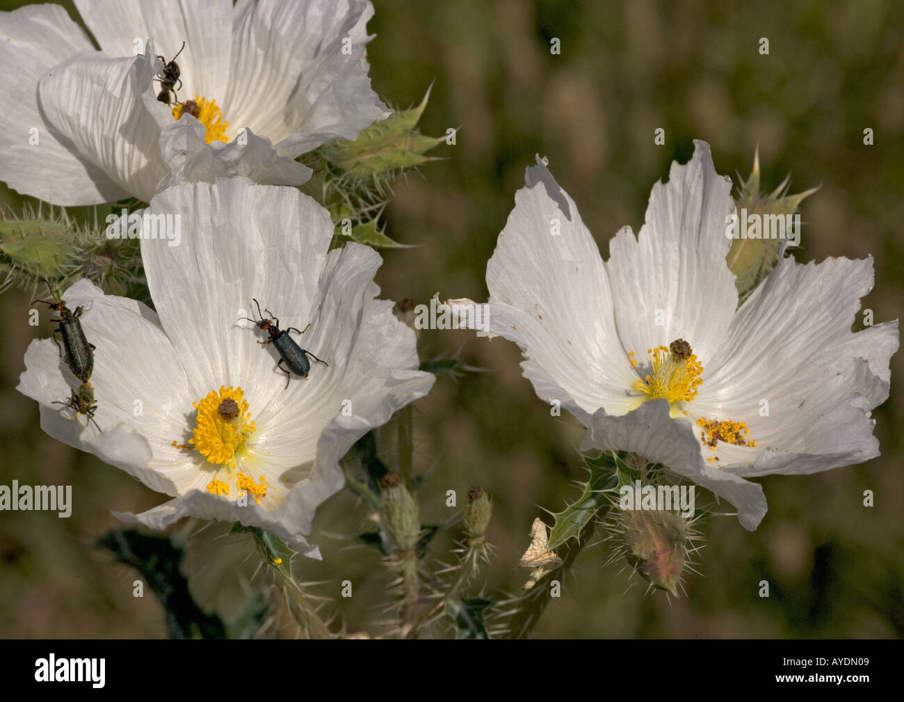 Desert prickly poppy Argemone in flower Has yellow sap Stock Photo - Alamy