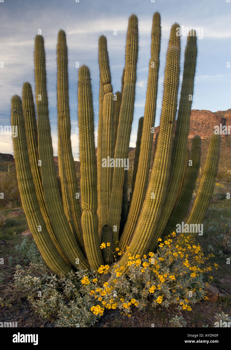 Organ pipe cactus (Stenocereus thurberi) Organ Pipe National Monument ...