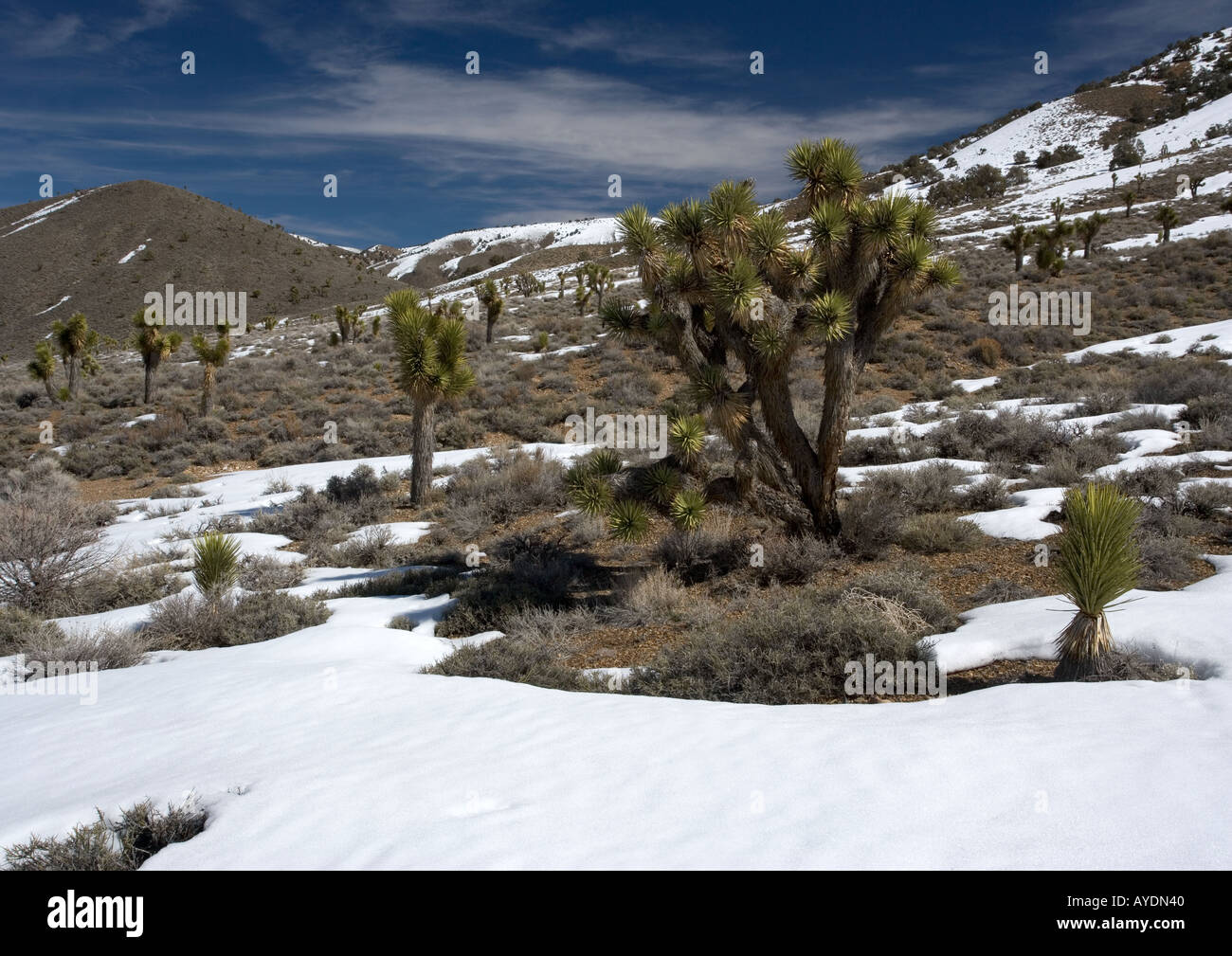 Pinyon juniper winter hi-res stock photography and images - Alamy