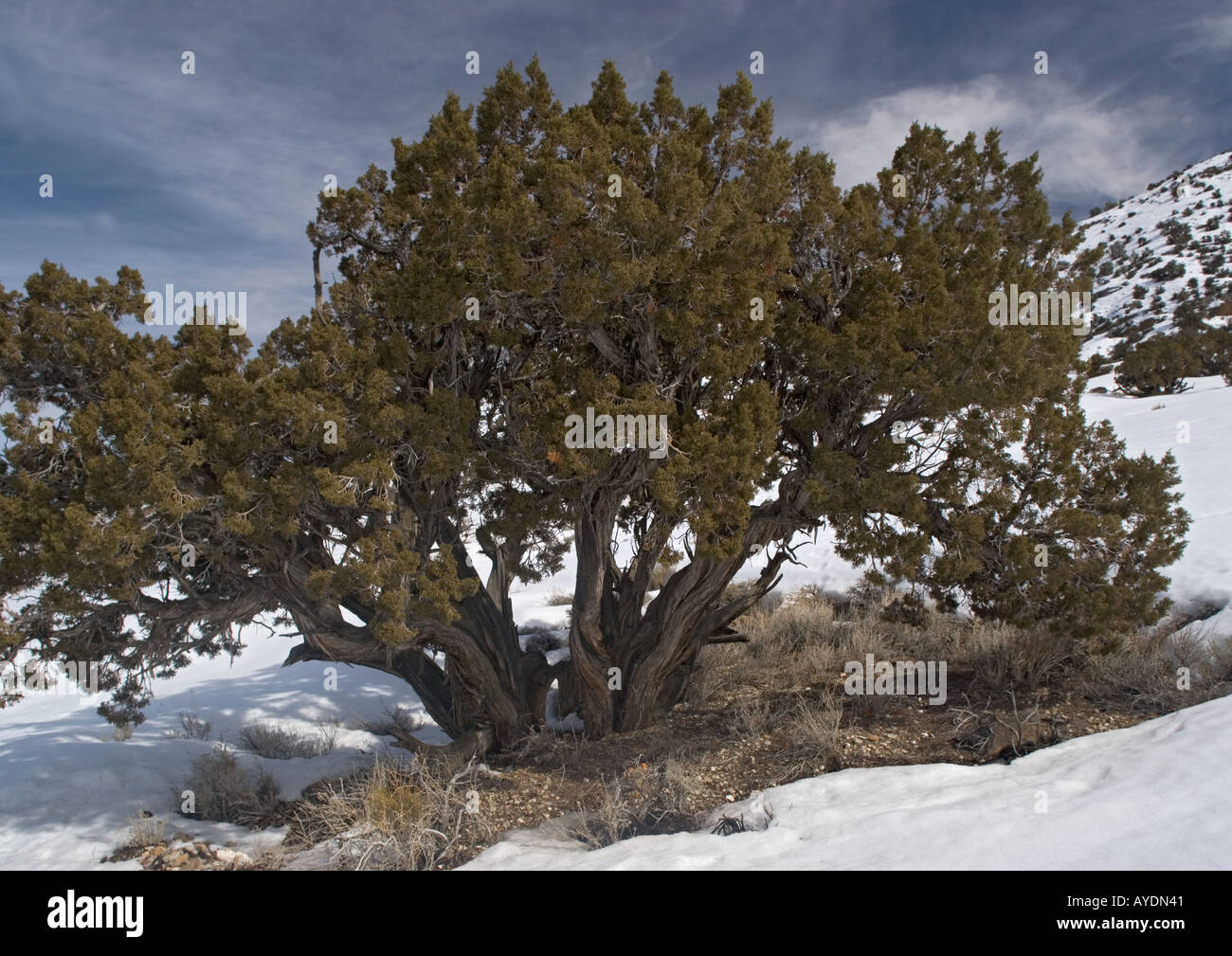 Juniperus utahensis hi-res stock photography and images - Alamy