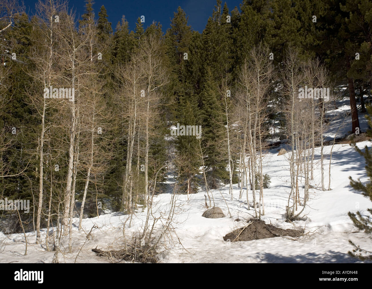 Quaking aspen in winter hi-res stock photography and images - Alamy