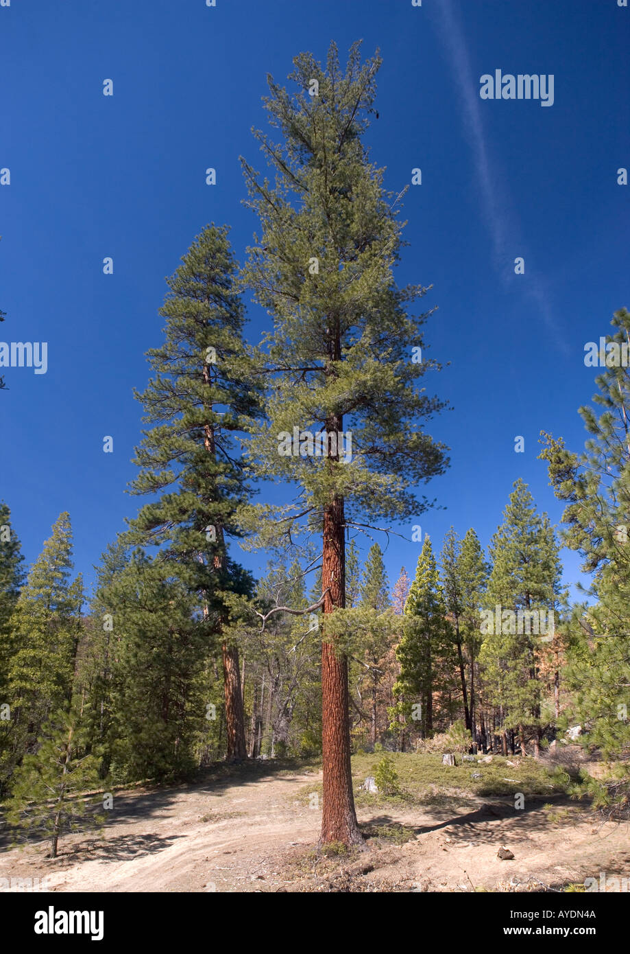 Pinus lambertiana sugar pine tree hi-res stock photography and images - Alamy