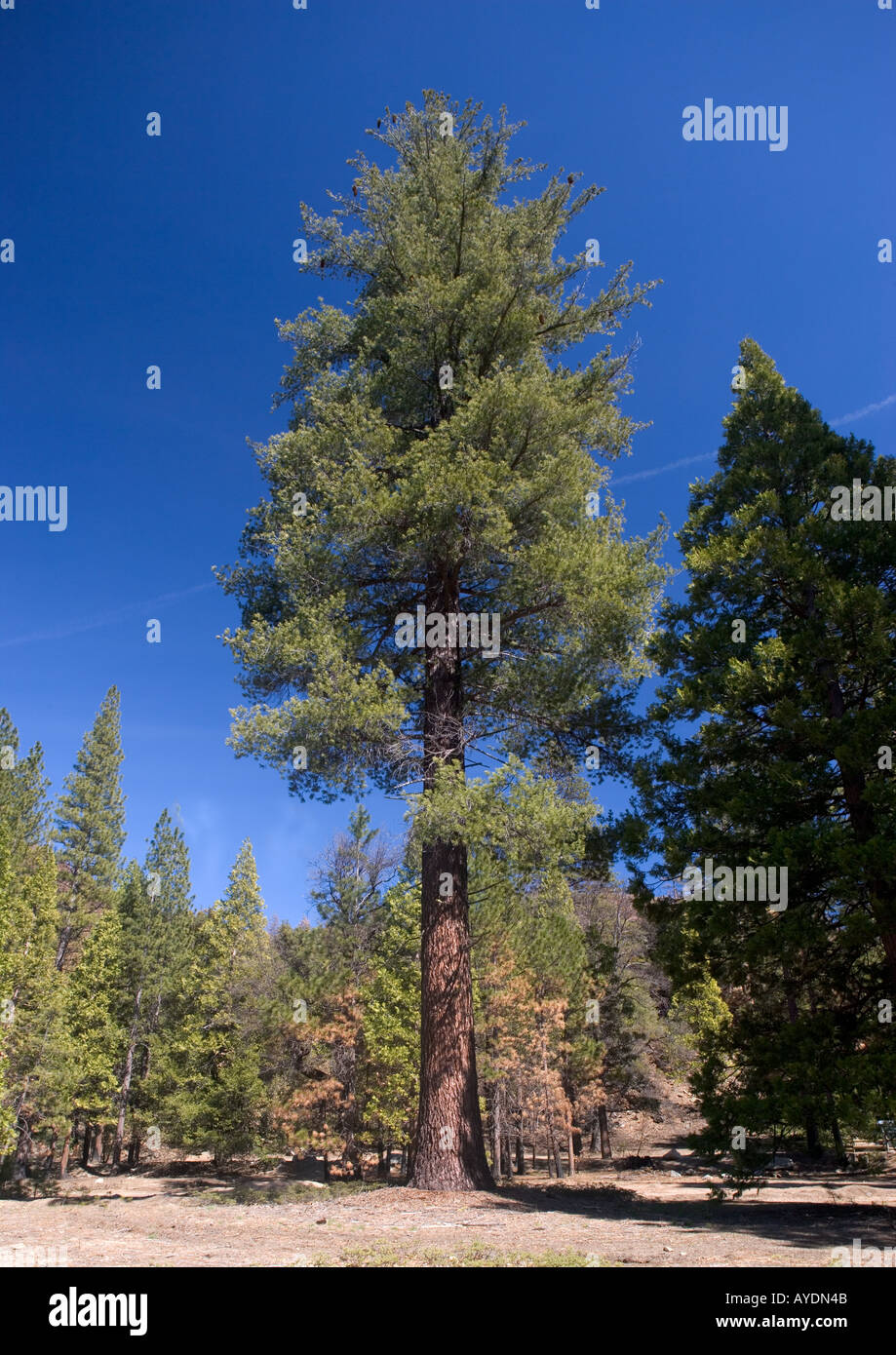 Pinus lambertiana sugar pine tree hi-res stock photography and images ...