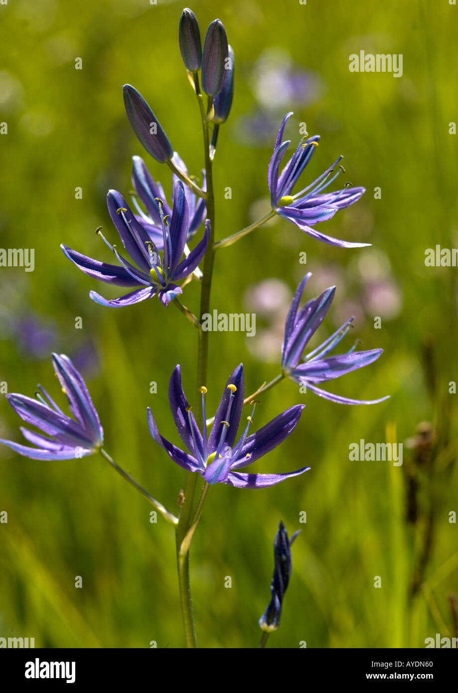 Blue camas bulb hi-res stock photography and images - Alamy