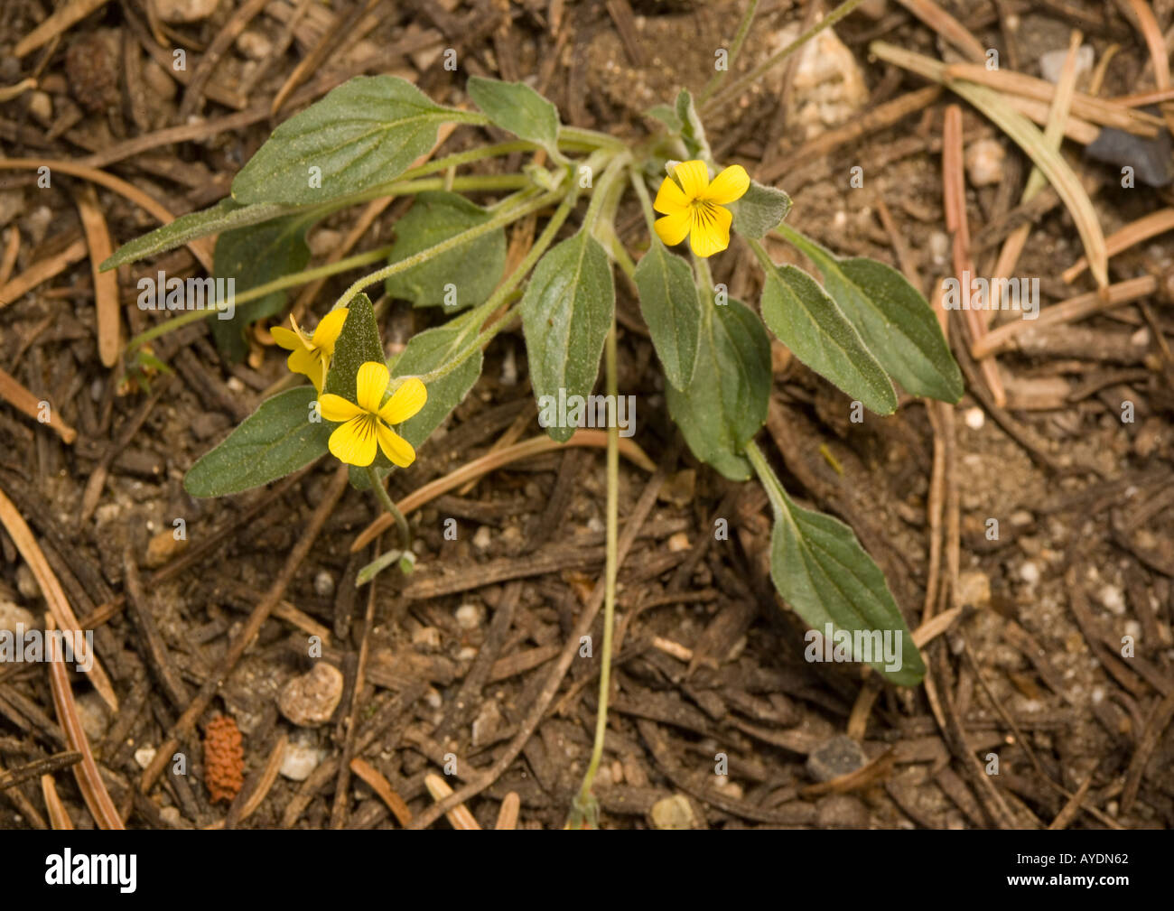 Pinetorum hi-res stock photography and images - Alamy