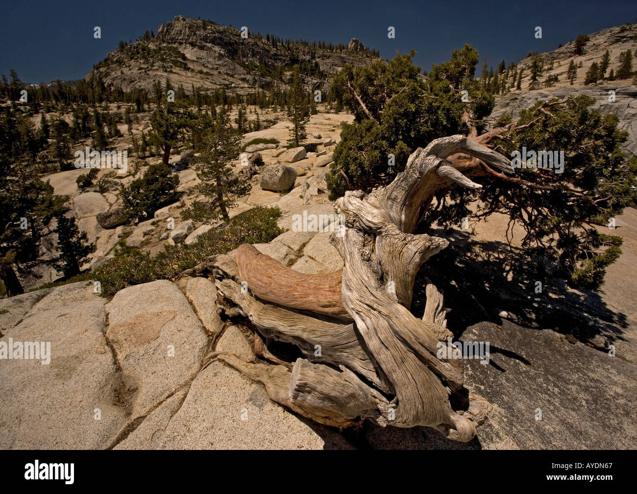 Ancient Sierra or western juniper tree ( Juniperus occidentalis ) in ...