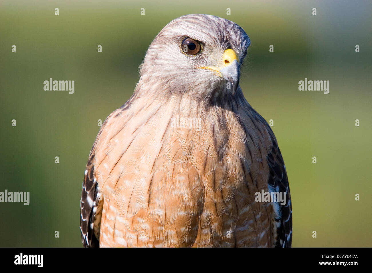 Magnificent red shouldered hawk in close up revealing fine feather ...