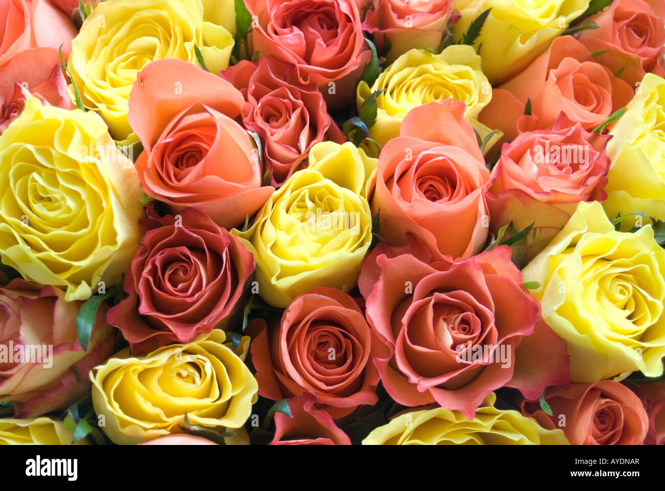 Bunch of fresh yellow and orange roses Stock Photo - Alamy