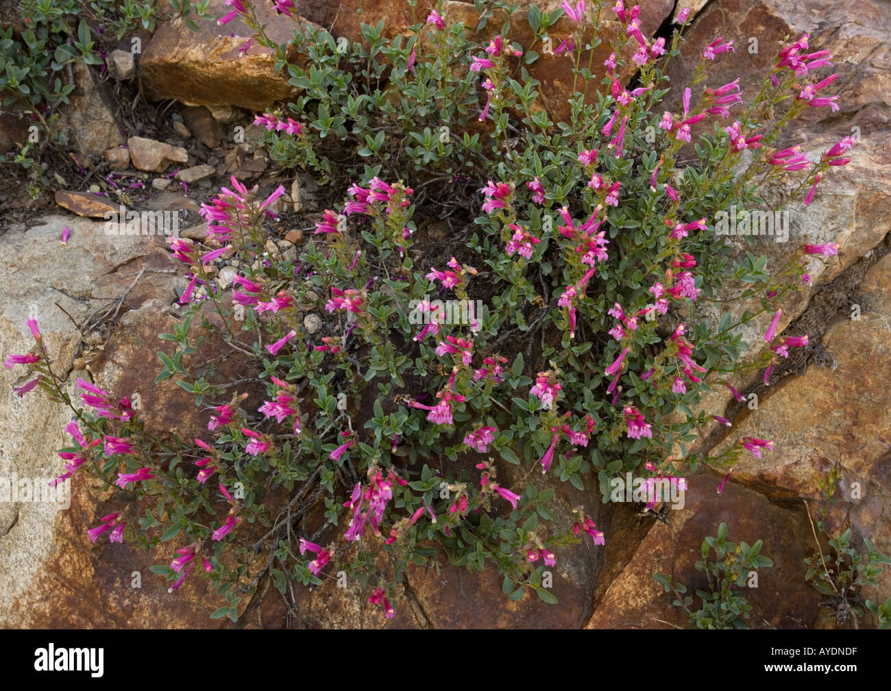 Newbery's penstemon ( Penstemon newberyi) in rock crevice Sierra Nevada ...