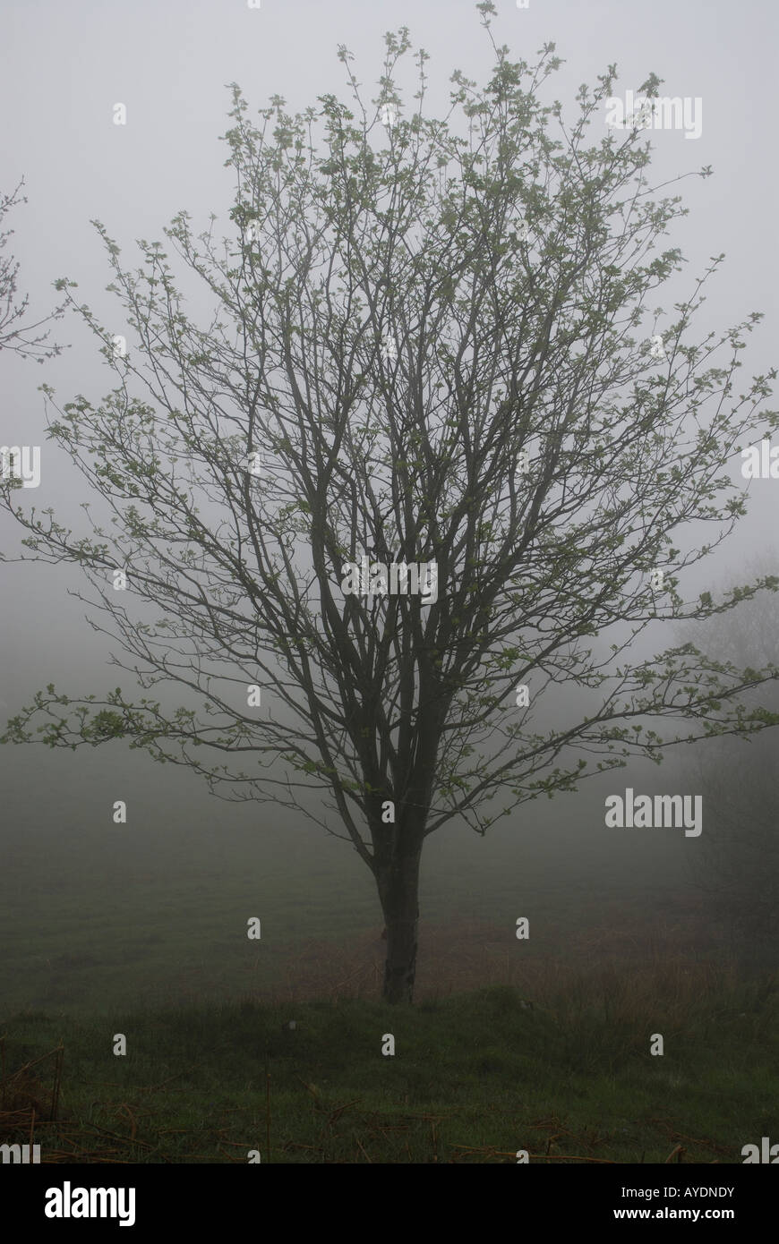 Rowan Tree in Mist. Conwy, North Wales UK Stock Photo - Alamy