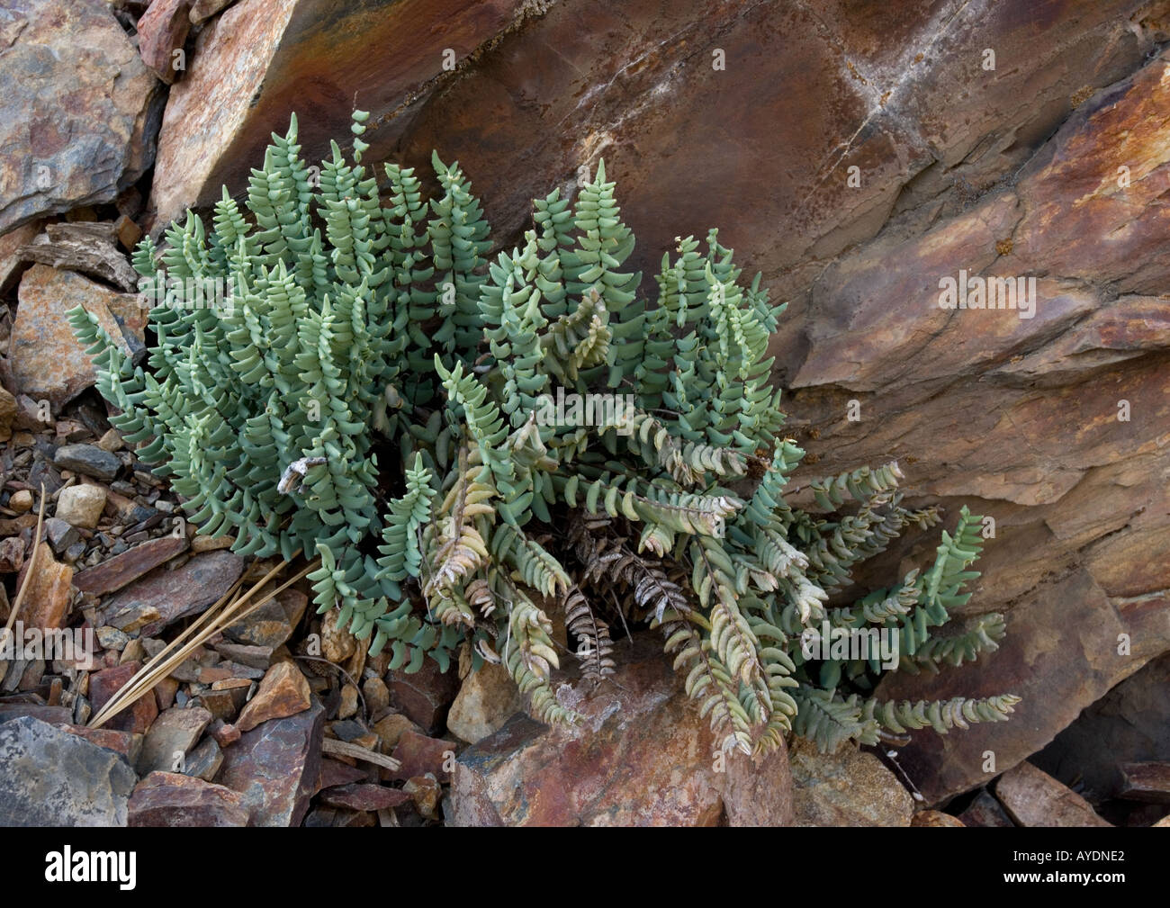 Brake fern hi-res stock photography and images - Alamy