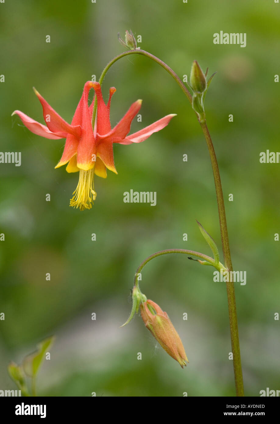 Glandular columbine hi-res stock photography and images - Alamy