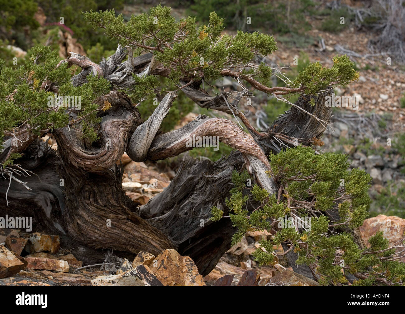 Sierra or western juniper (Juniperus occidentalis) Ancient tree in ...