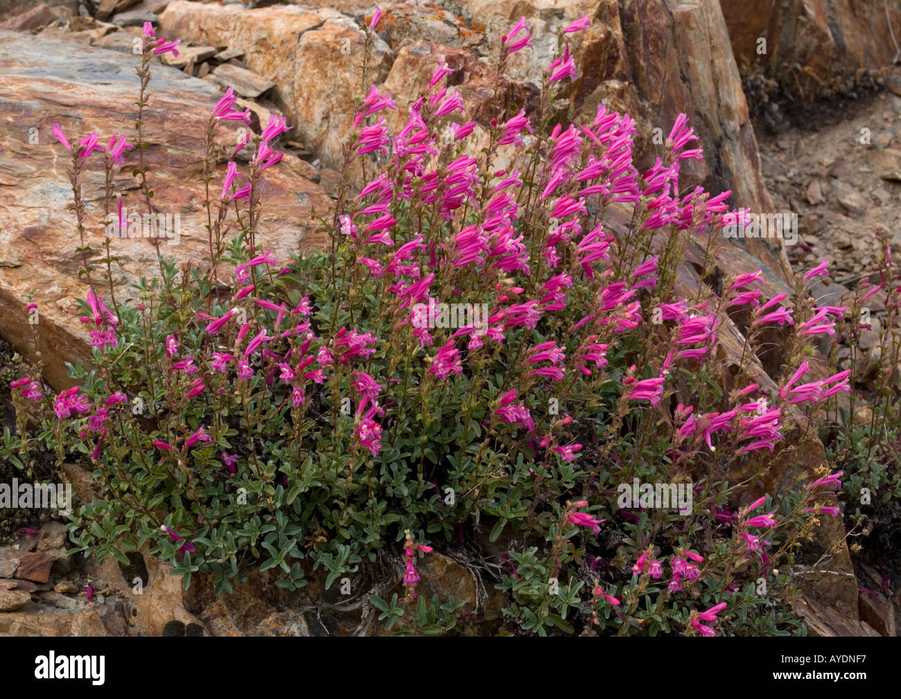 Newberys penstemon hi-res stock photography and images - Alamy
