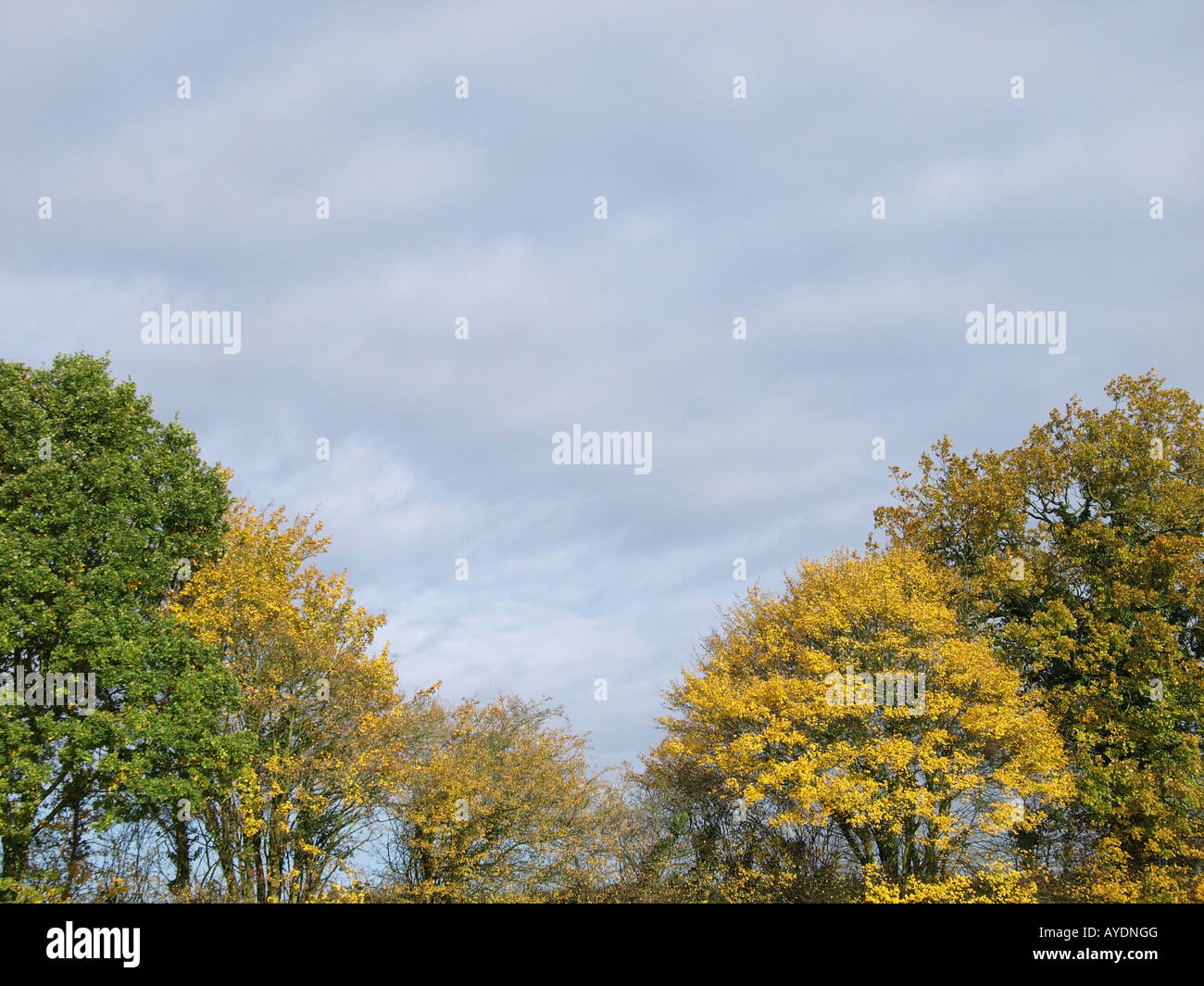 Established trees hi-res stock photography and images - Alamy