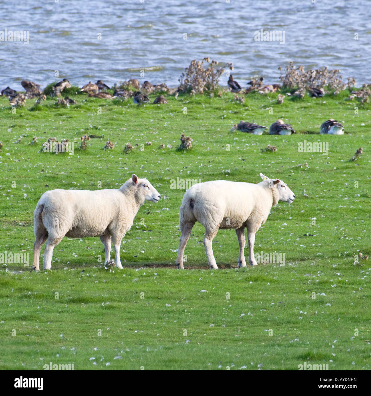 Domestic sheep - Ovis Stock Photo - Alamy