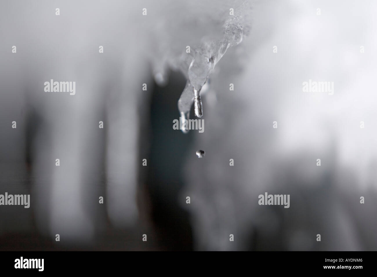 water droplet falling from icicle formed by melting snow Stock Photo ...