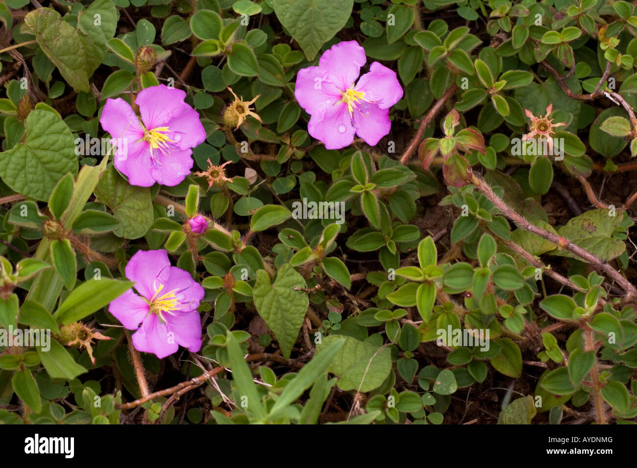 Rain forest ground cover hi-res stock photography and images - Alamy