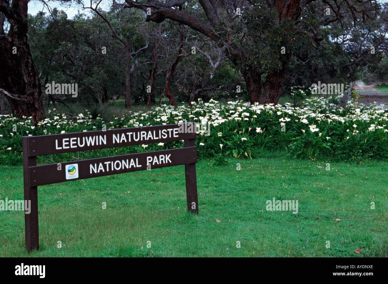 Invasive arum lilies near Cape Naturaliste Leeuwin Naturaliste National ...
