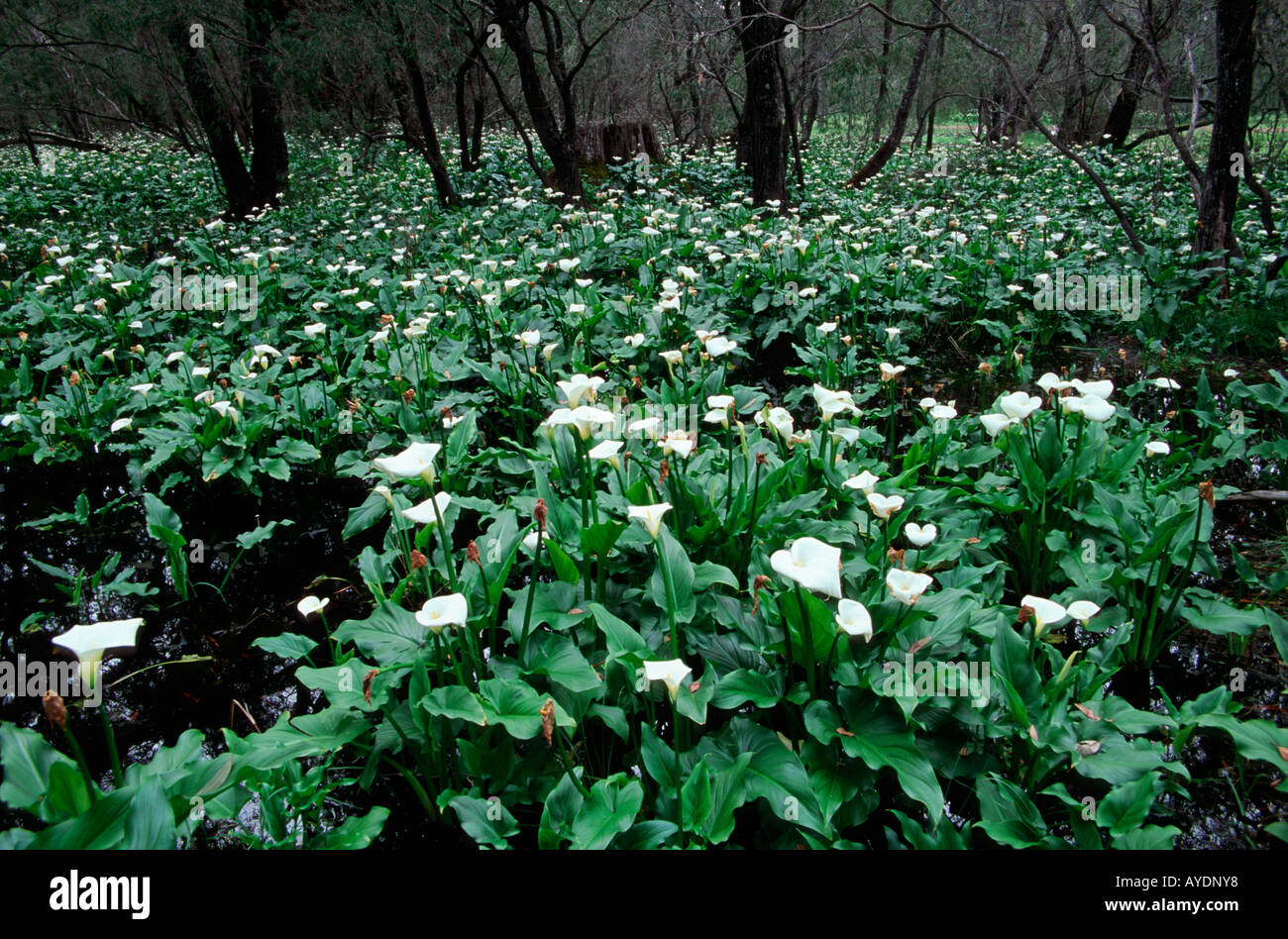Arum lilies invading native bushland Tuart Forest National Park ...