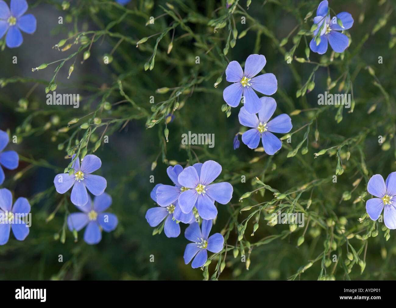 Var lewisii hi-res stock photography and images - Alamy