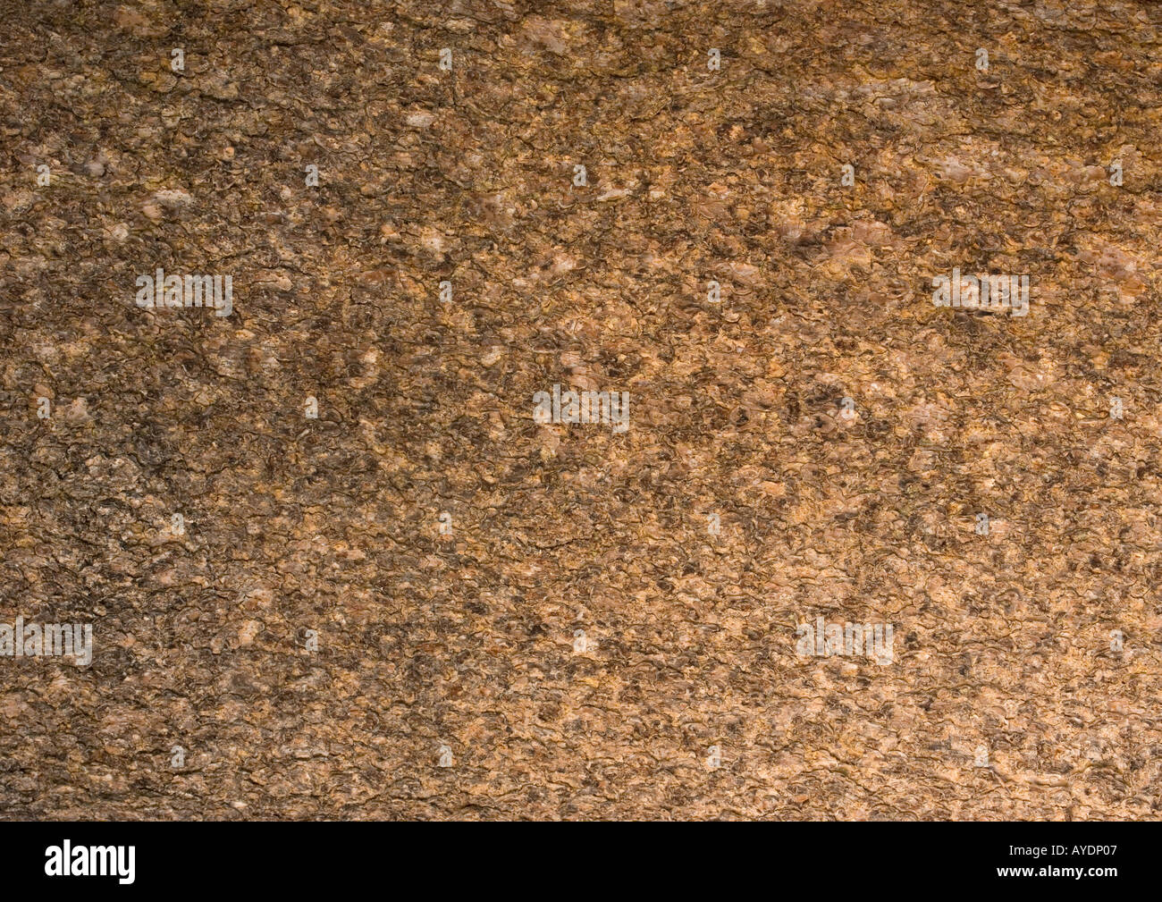 Lodgepole pine bark pinus contorta hi-res stock photography and images ...