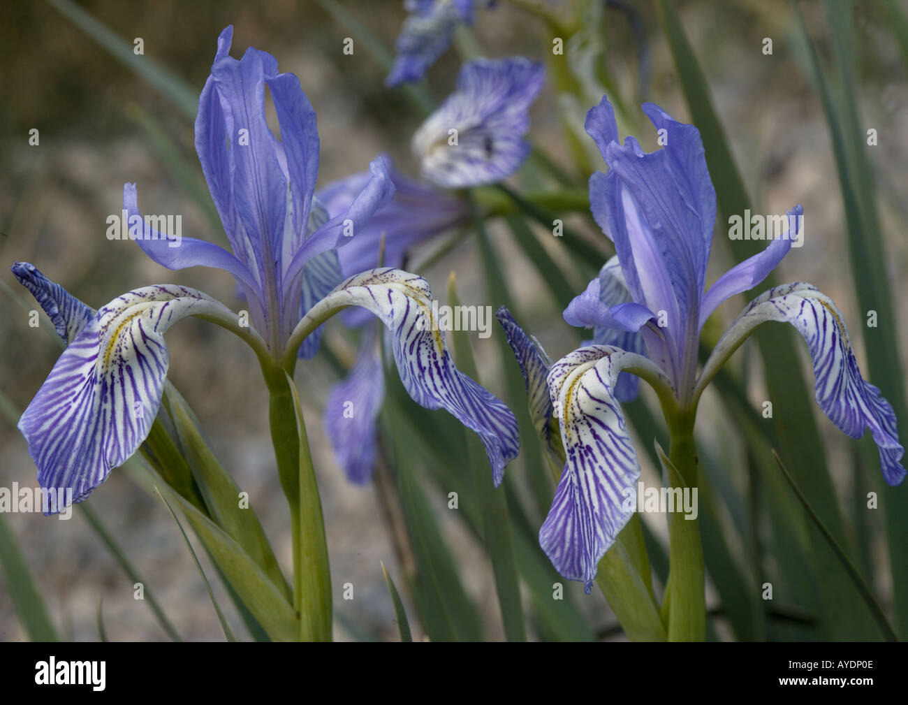 Western blue flag iris ( Iris missouriensis Stock Photo - Alamy