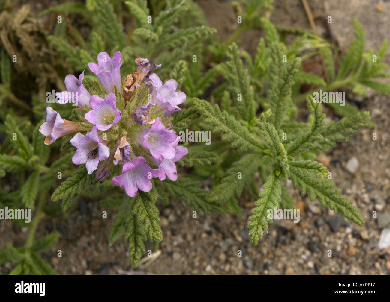 Rothrockii hi-res stock photography and images - Alamy