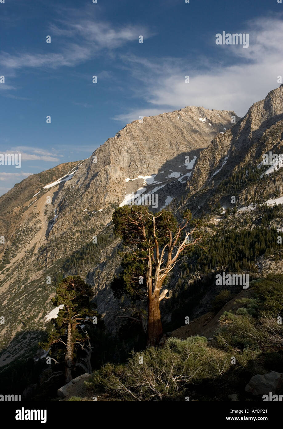 Ancient Sierra or western juniper (Juniperus occidentalis) trees at ...
