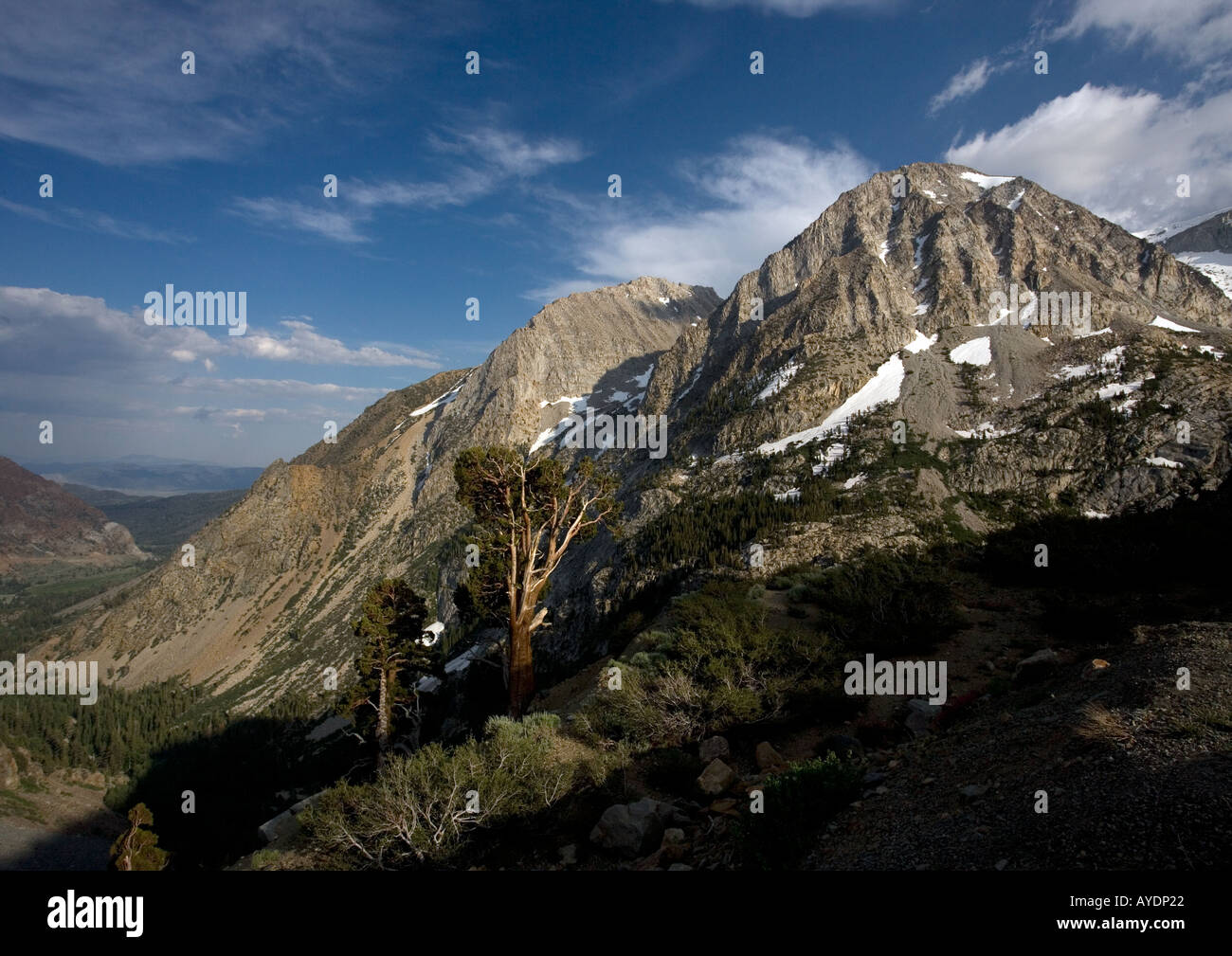 Ancient Sierra or western juniper ( Juniperus occidentalis ) trees at ...