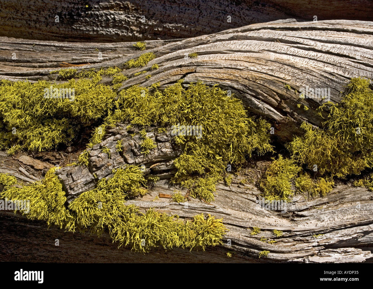 Wolf lichen ( Letharia vulpina ) en masse on old pine trunks at 11 000 ...