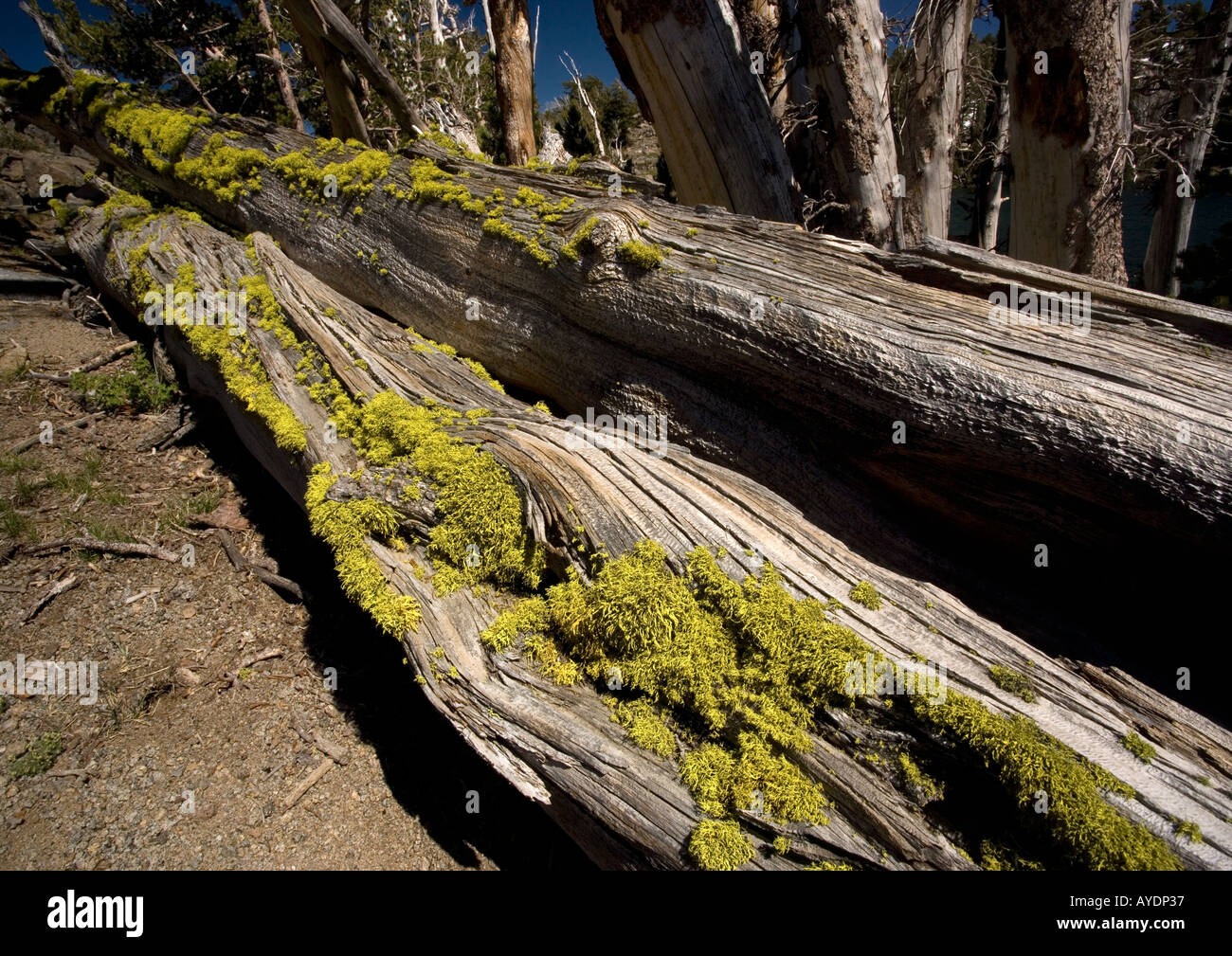 Wolf lichen Letharia vulpina en masse on old pine trunks at 11 000 ft ...