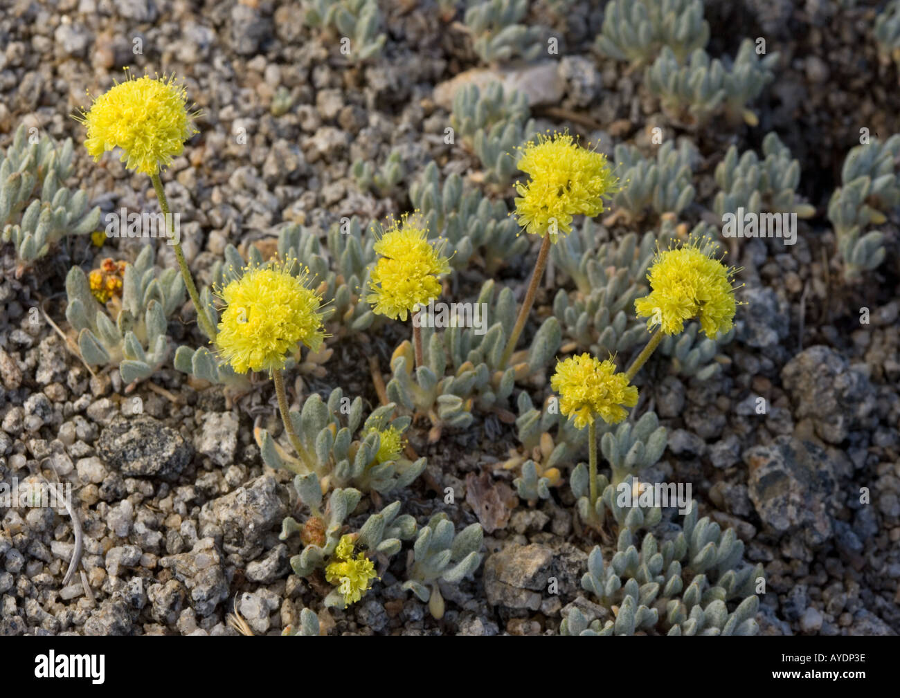 11000 ft hi-res stock photography and images - Alamy
