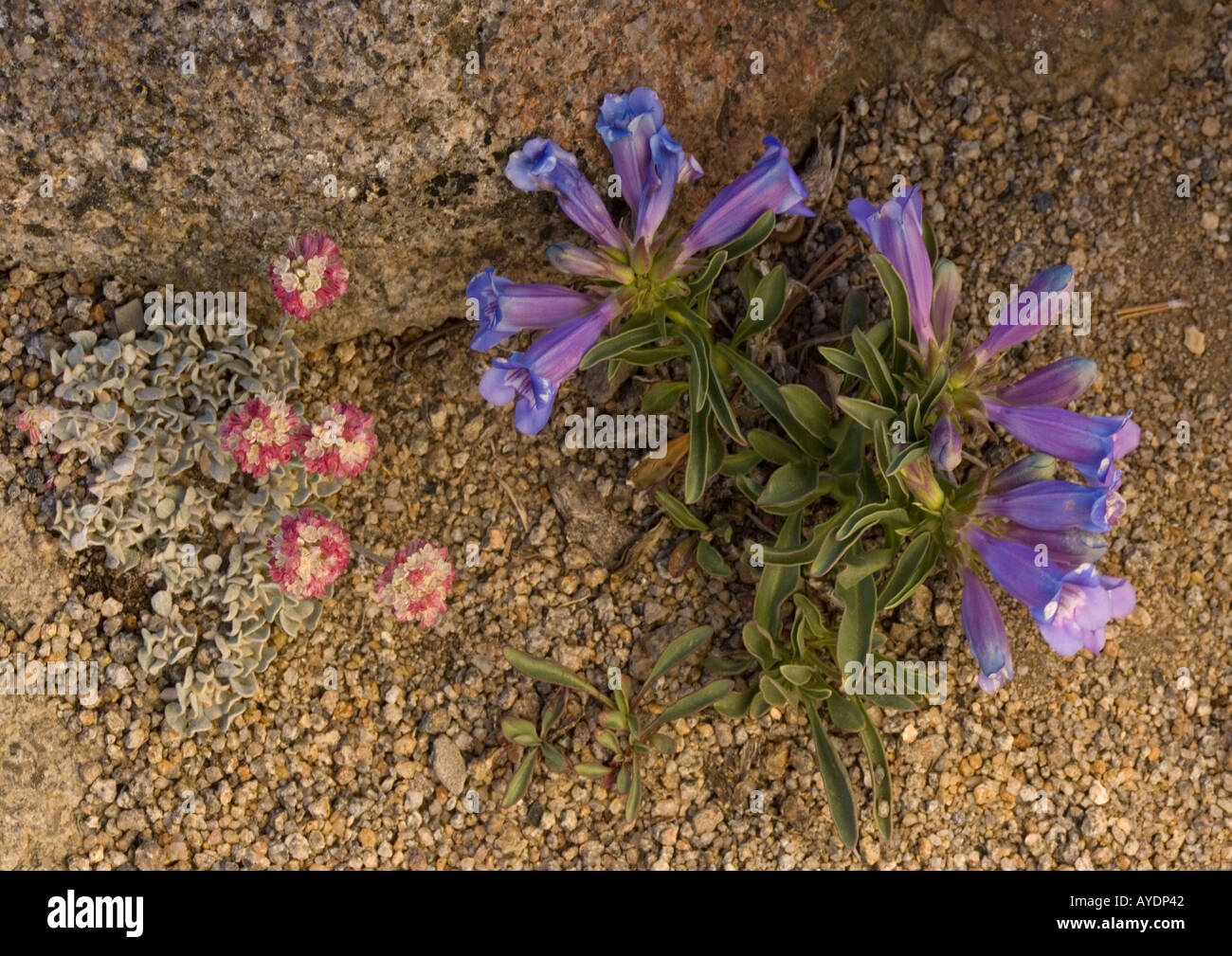 Penstemon speciosus hi-res stock photography and images - Alamy