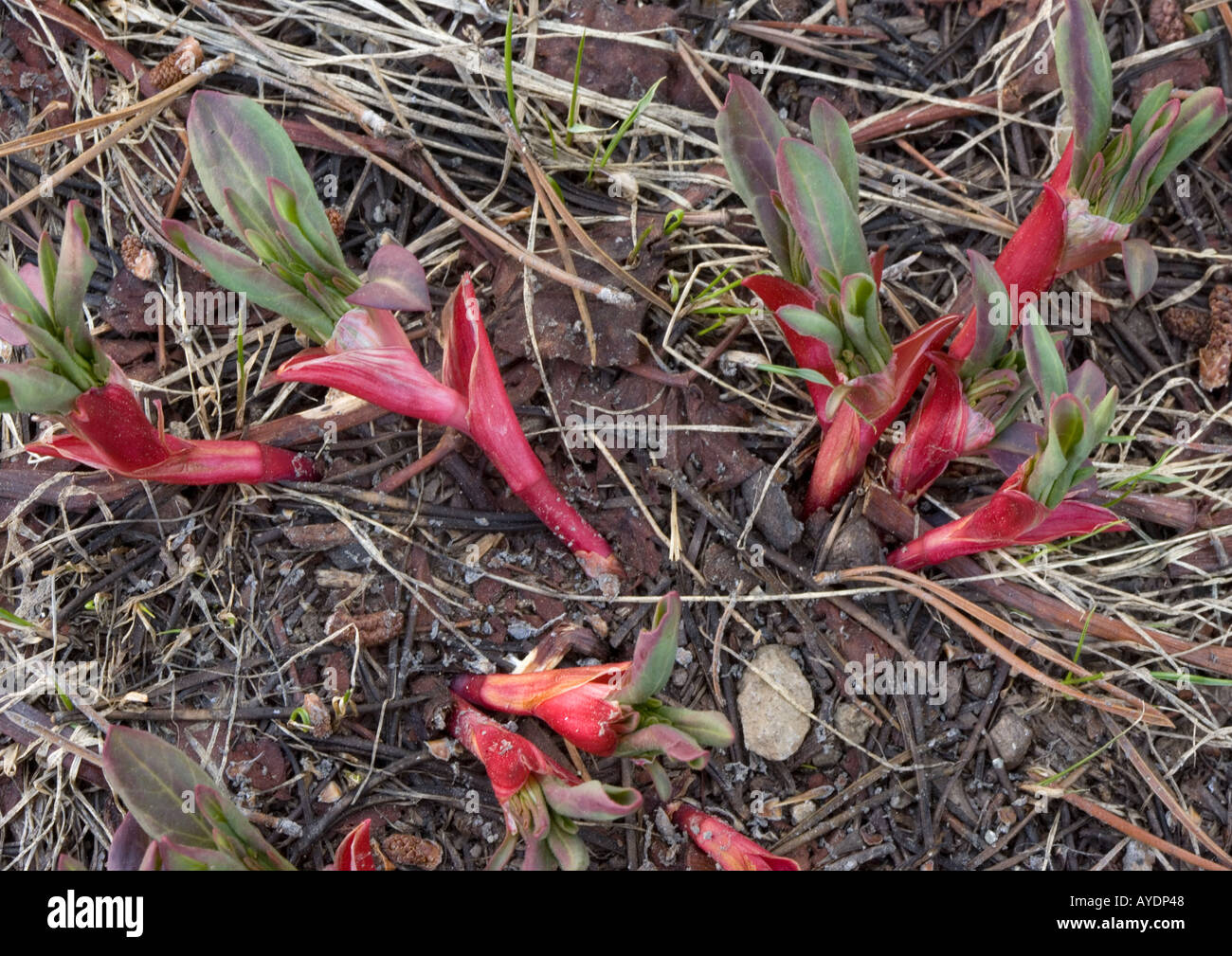 Daviss knotweed hi-res stock photography and images - Alamy