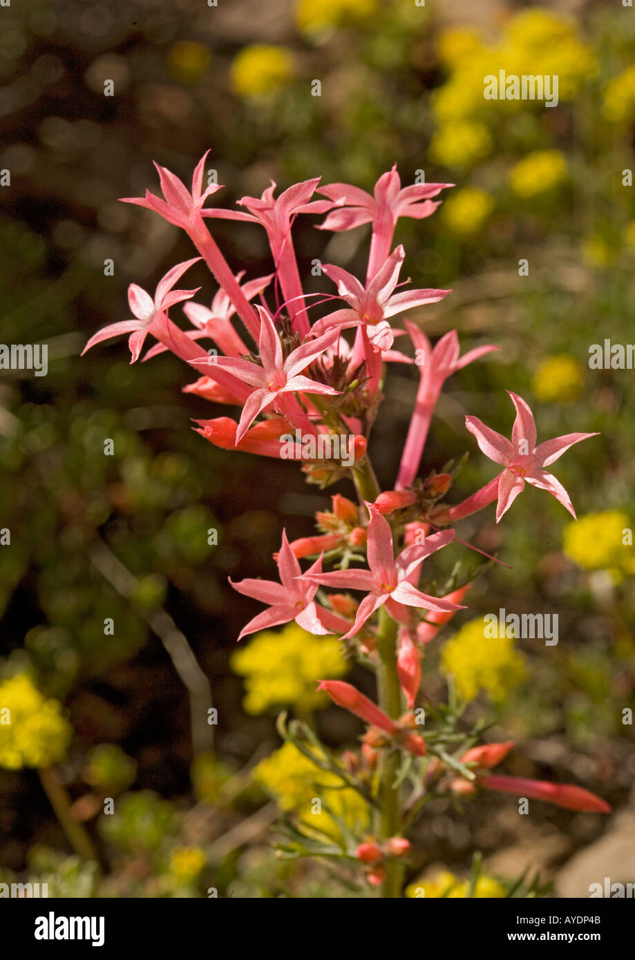 A pink form of scarlet gilia ( Ipomopsis tenuituba ) sometimes ...