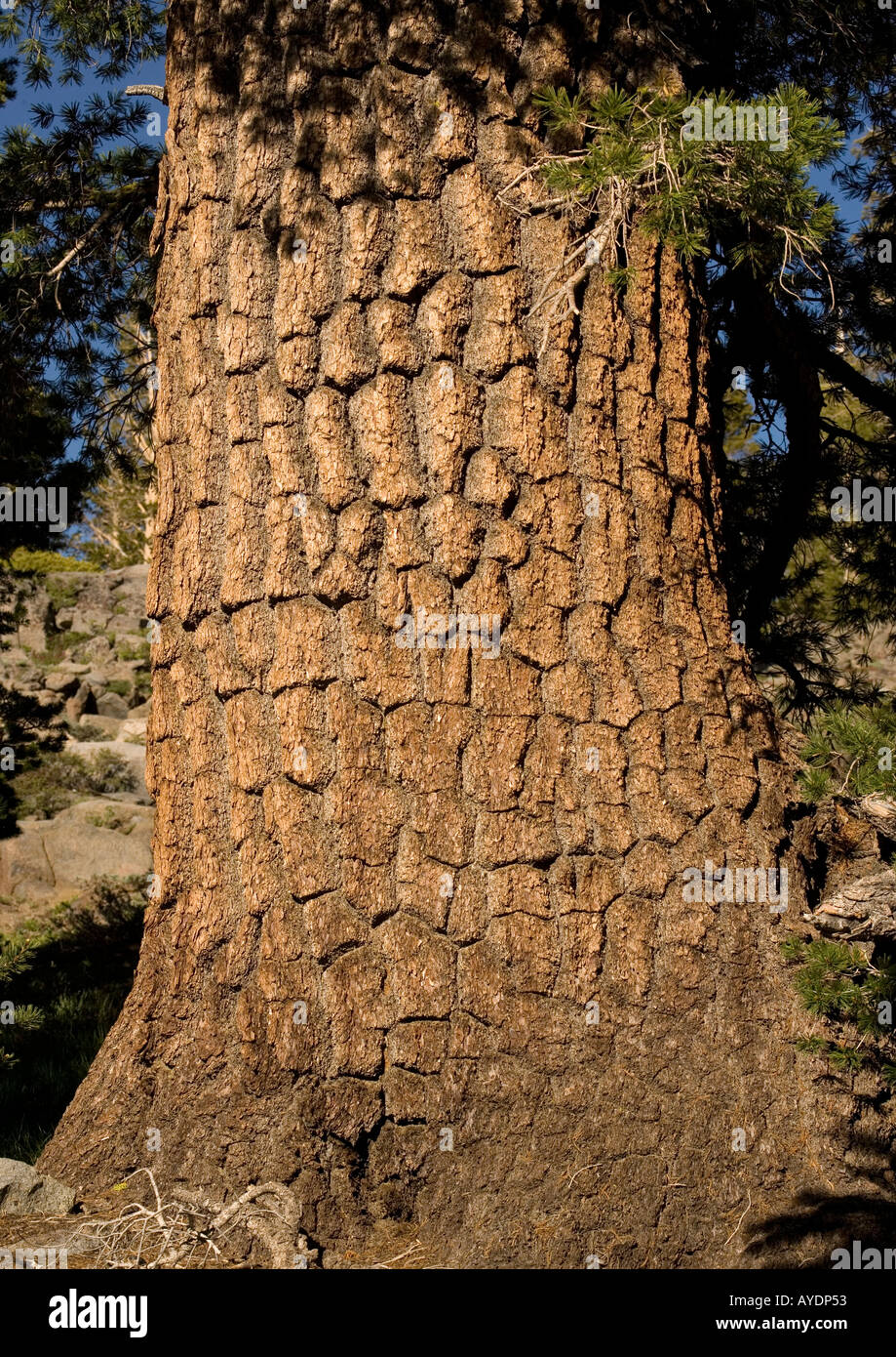 White Pine Bark