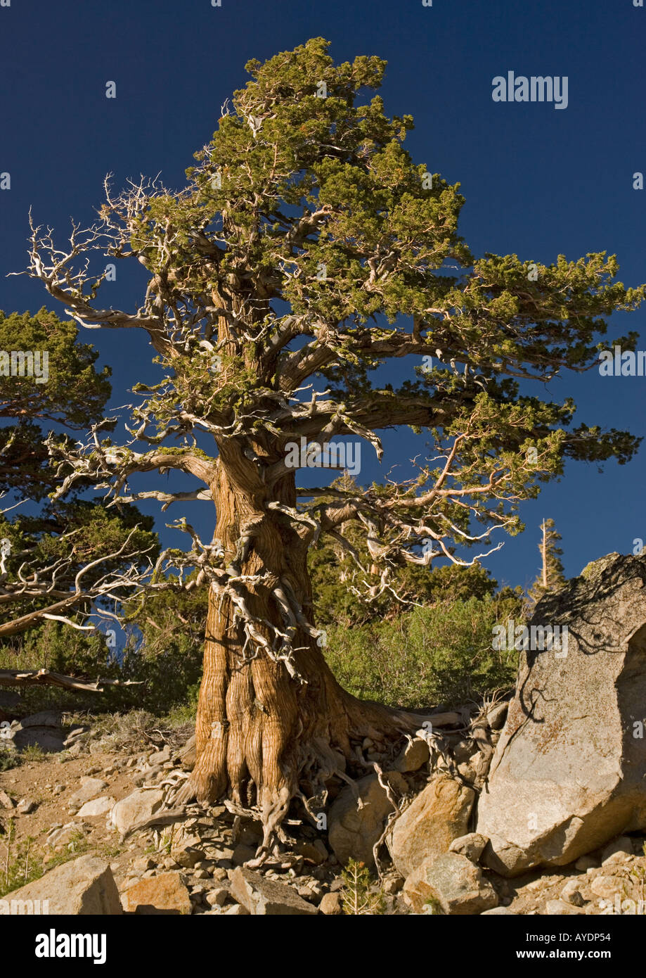 Juniperus occidentalis var australis hi-res stock photography and ...