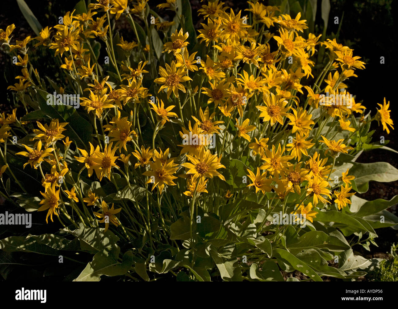 Arrow leaved balsamroot hi-res stock photography and images - Alamy