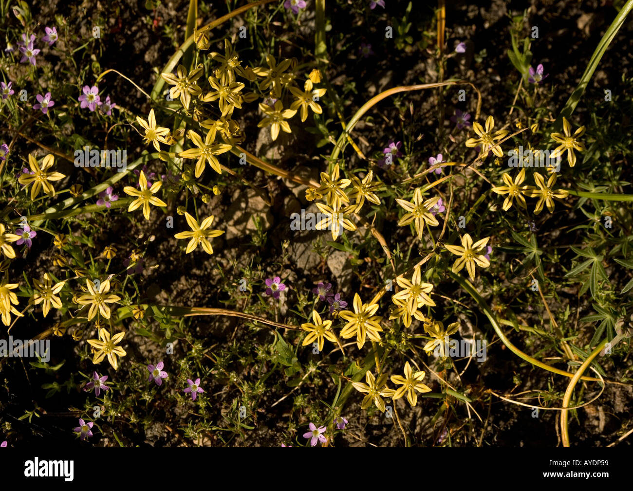 Golden brodiaea hi-res stock photography and images - Alamy