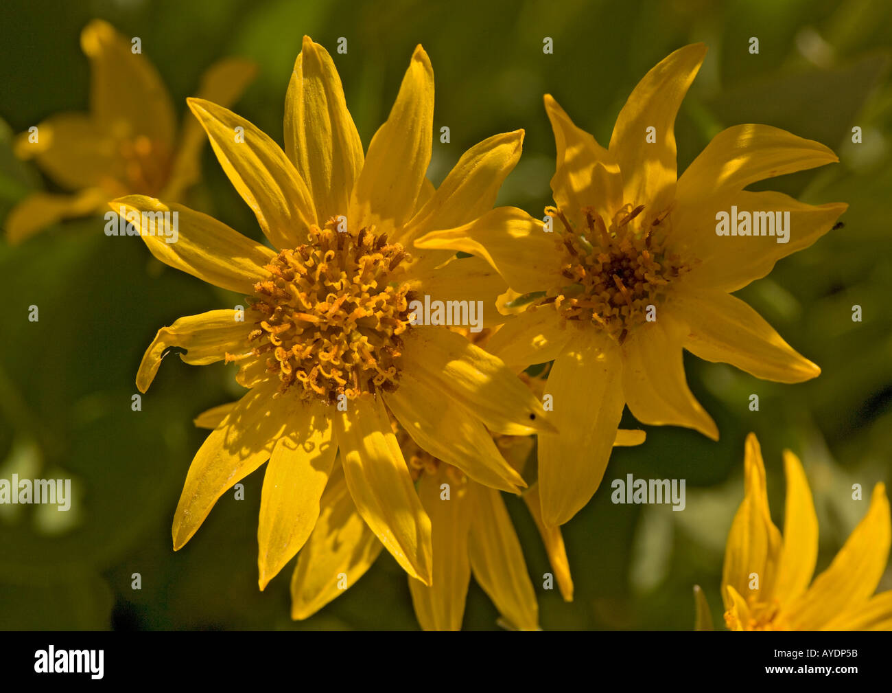 Arrow leaved balsamroot hi-res stock photography and images - Alamy