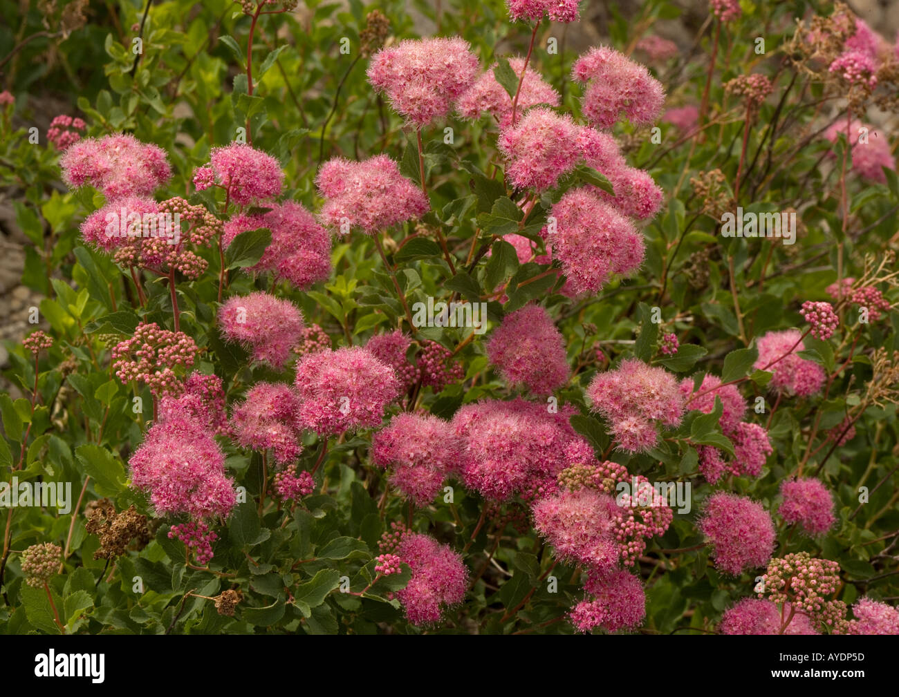 Mountain Spiraea ( Spiraea densiflora ) in flower Stock Photo - Alamy