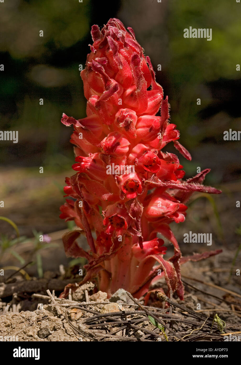 Snowplant sarcodes sanguinea in high sierra forest mycorrhiza glandular ...