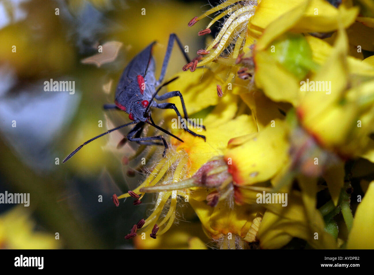 Raintree hi-res stock photography and images - Alamy