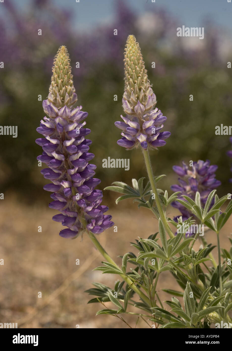 Dwarf lupin (Lupinus lepidus) in flower, close-up Stock Photo - Alamy